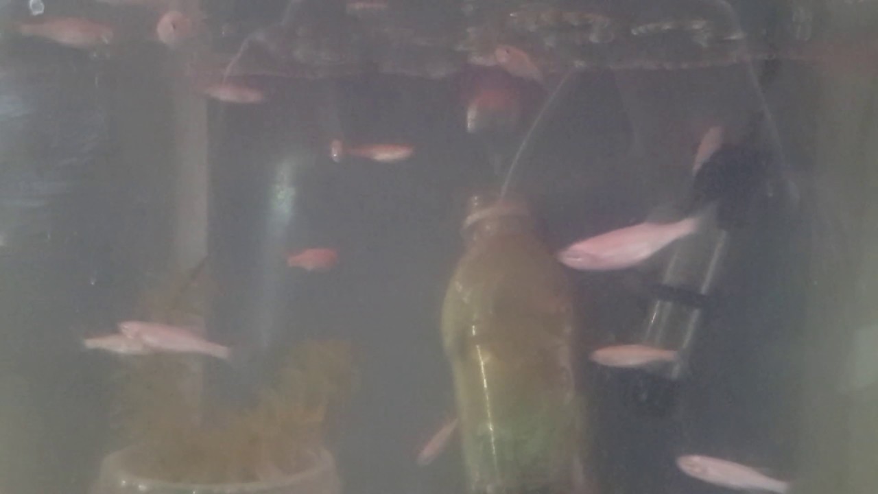 Snow White and Longfin Blue Danio 1 week qt. - YouTube