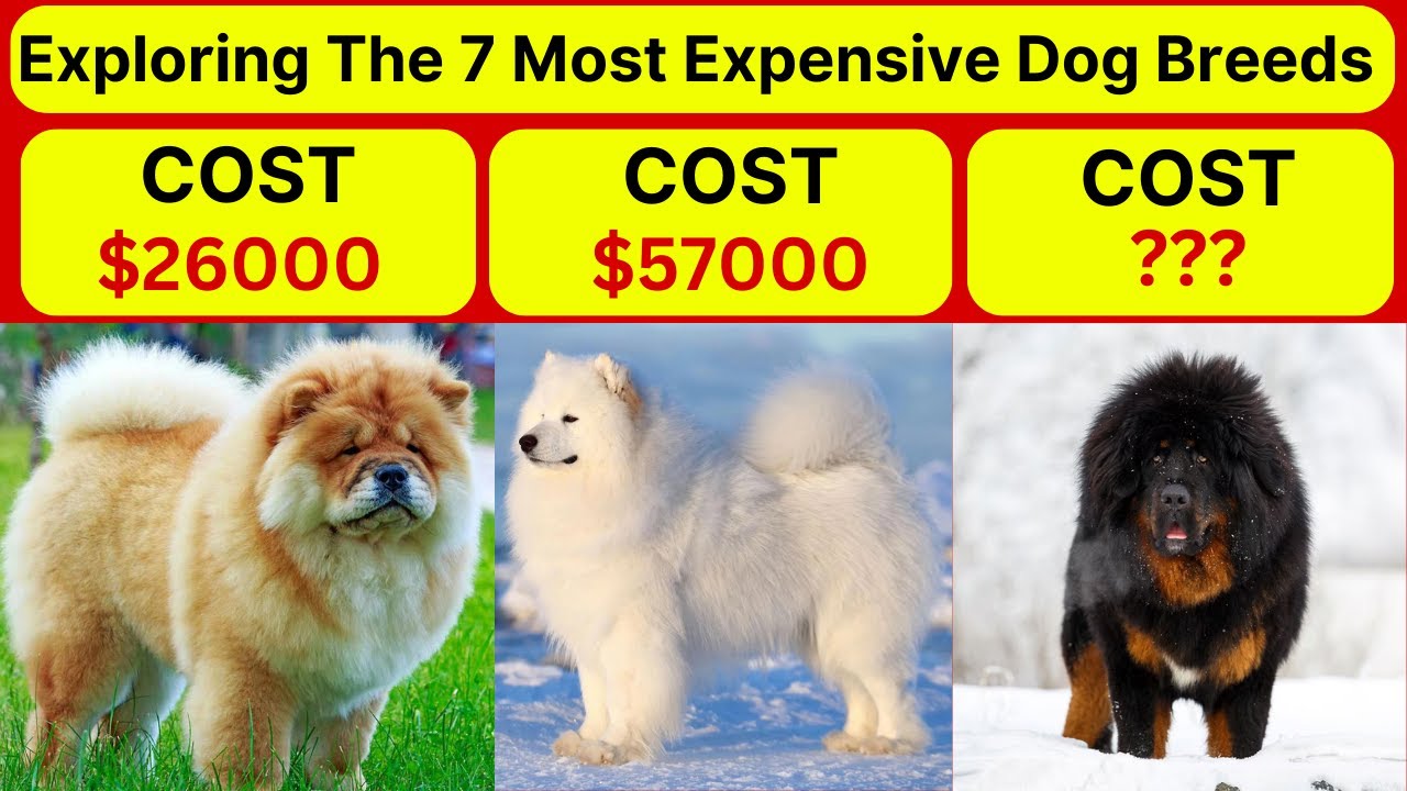 Top 7 Most Costly Dog Breeds Worldwide: Priciest Pooches - YouTube