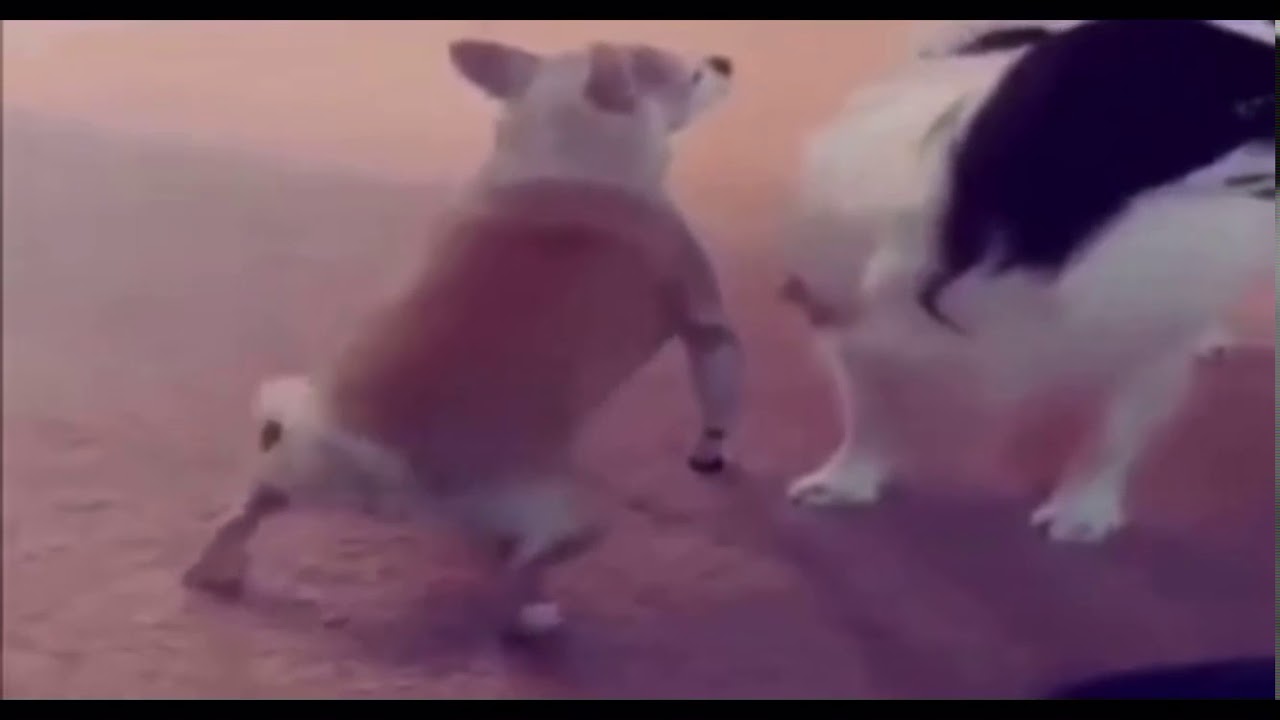 HEY YO, PEE PEE POO POO CHECK TWERKING DOG - YouTube