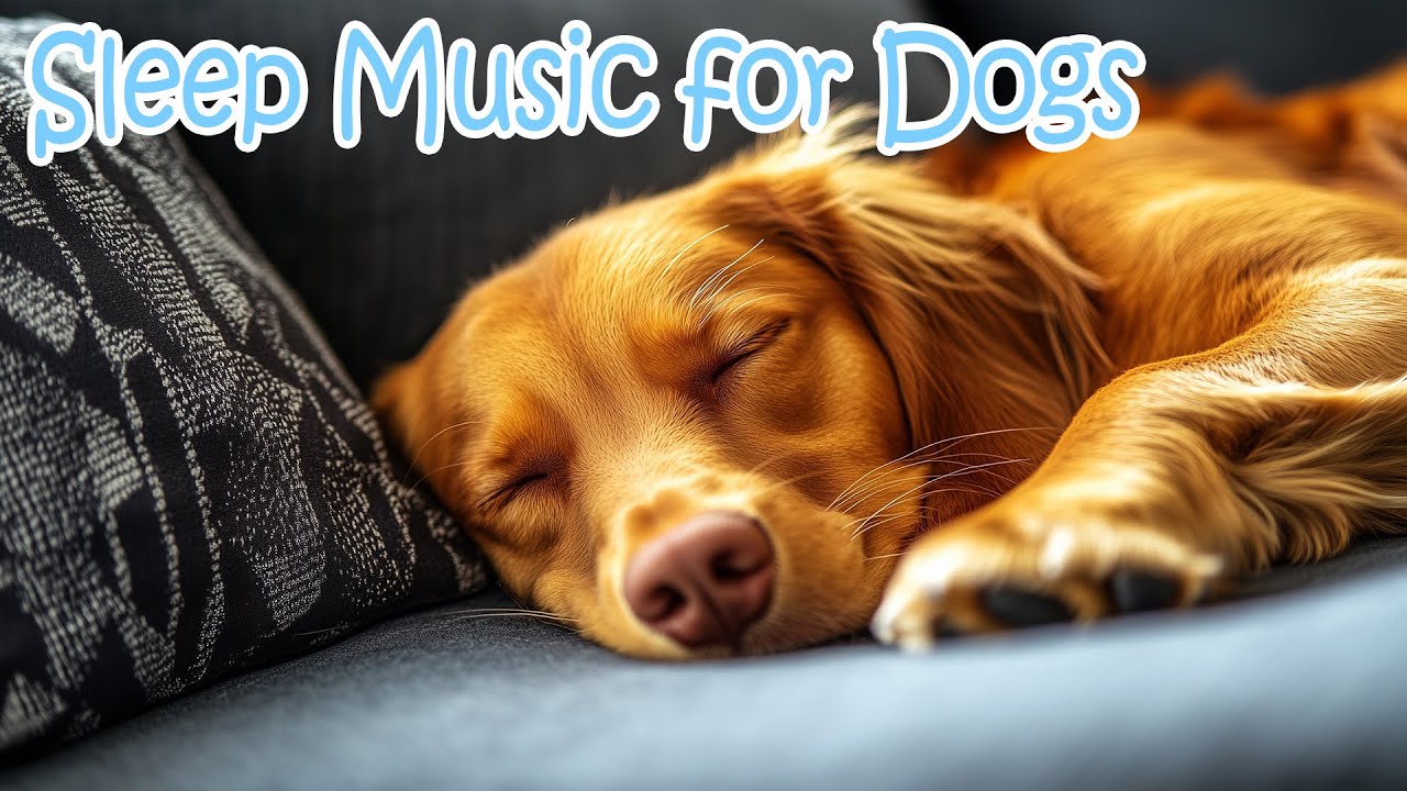10 HOURS Healing Dog Music | Video for Dogs | Separation Anxiety Music ...