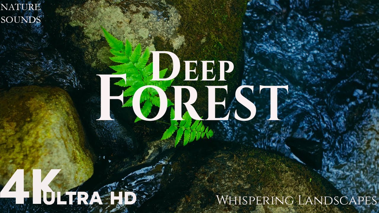 Deep Forest 4k - Piano Music with Nature Sounds in the Forest - Video ...