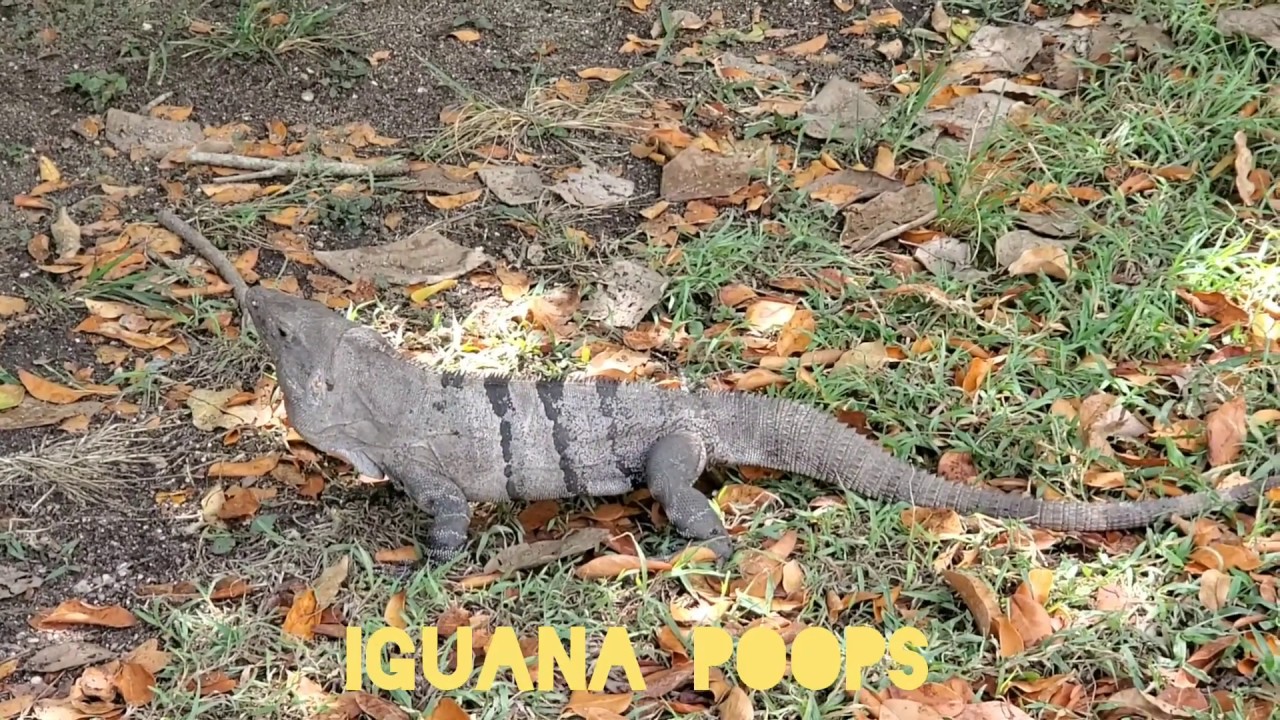 IGUANA POOPS; Enhanced Edit! - YouTube