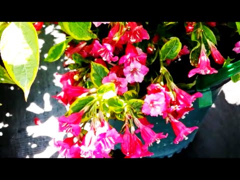 Best Garden Shrubs, Weigela French Lace - YouTube