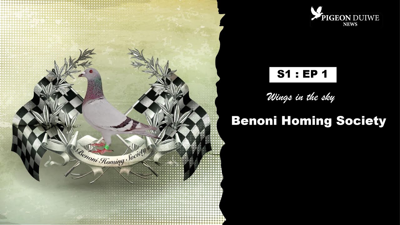 Pigeon Duiwe News TV- Benoni Homing Society S1: E1 - YouTube