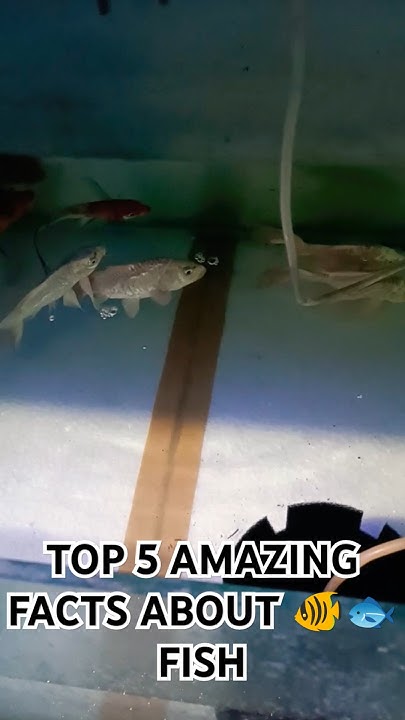 TOP 5 AMAZING FACTS ABOUT FISH.#funnyshorts#knowledgefacts# ...