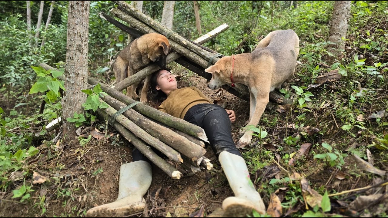 Vietnamese girl carries firewood and takes care of livestock on the ...