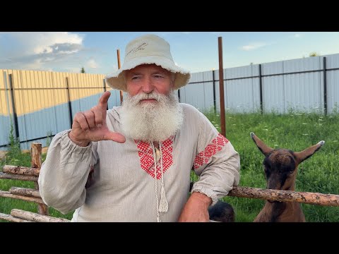 Зачем держать козу? Рассказываю, что даёт и как ухаживать