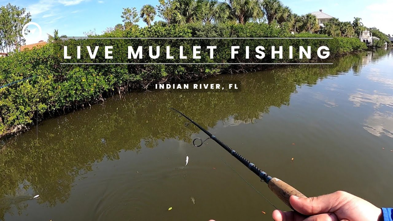 Live Mullet Fishing | Indian River FL - YouTube