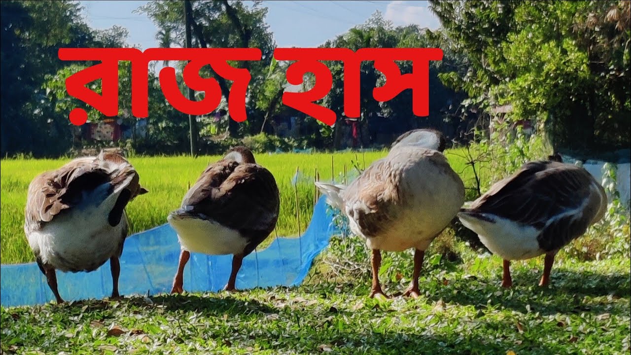 Duck -রাজ হাস ও বাংলাদেশের প্রকৃতি 💚 @NatureVlogSylhet - YouTube