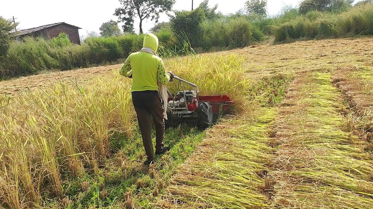 #ricecuttingmachine#transform your rice harvesting with cutting-edge ...