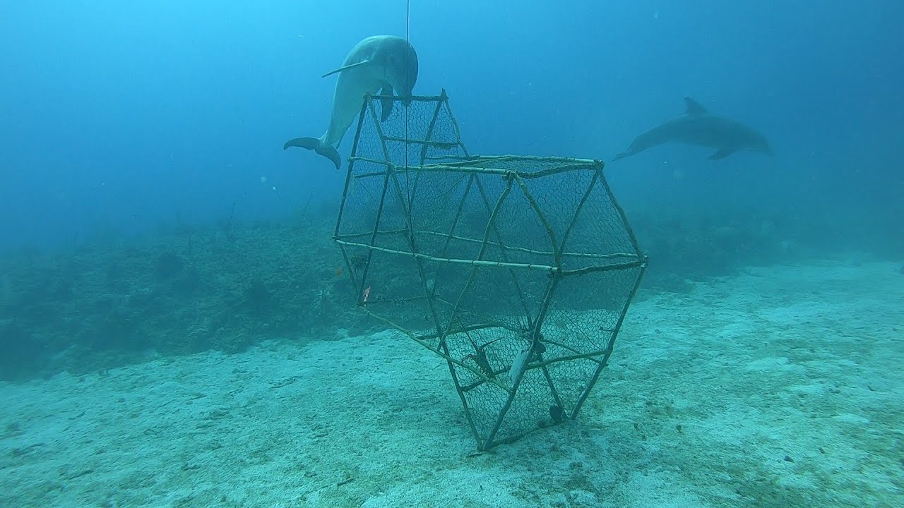 Depredation by Bottlenose Dolphins from Antillean Z-traps at Discovery ...