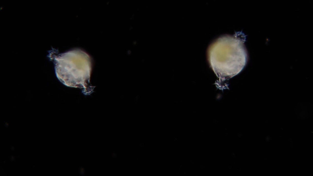 Synchaeta sp. rotifers - YouTube