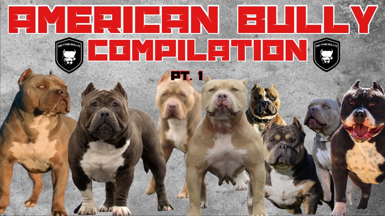 AMERICAN BULLY DOG COMPILATION PT. 1 - YouTube