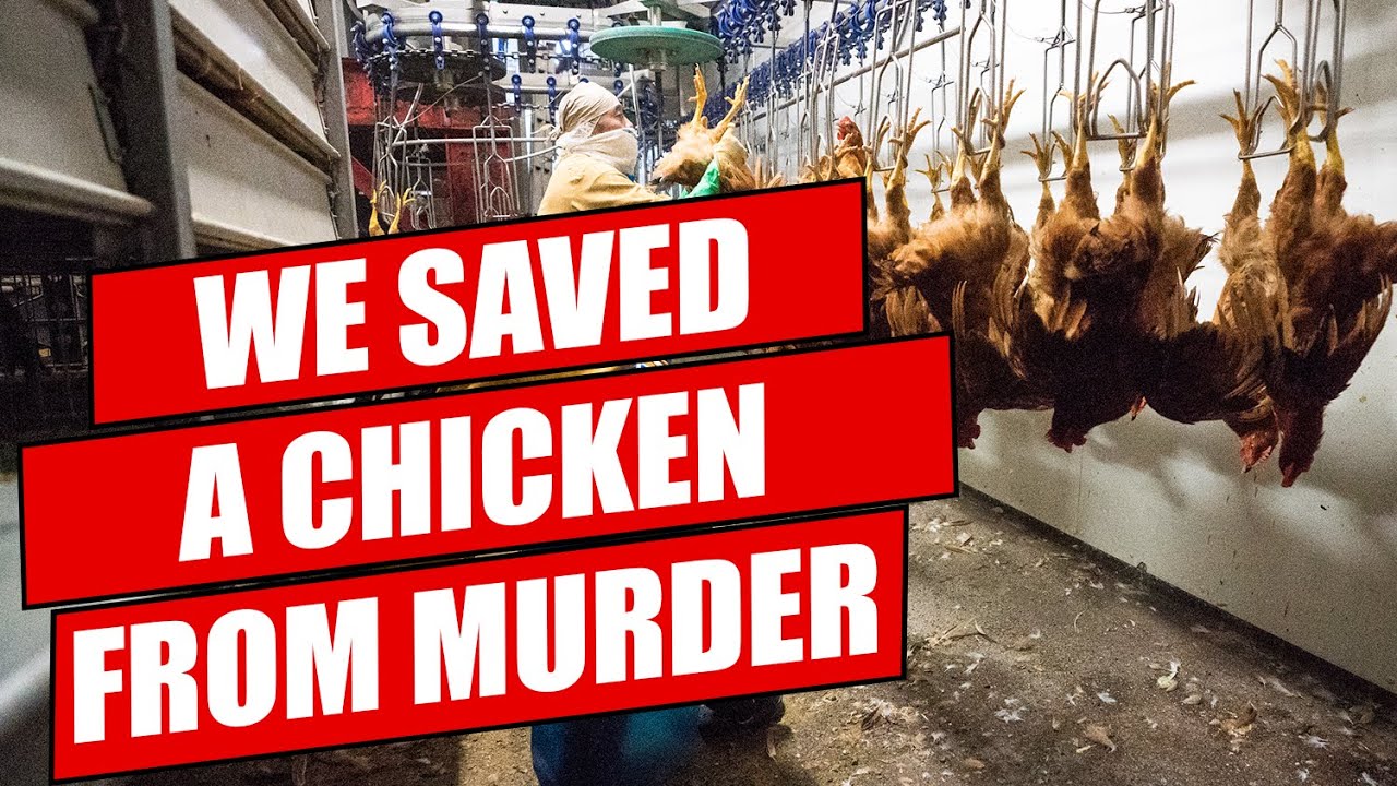 We Saved A Chicken From Murder - YouTube