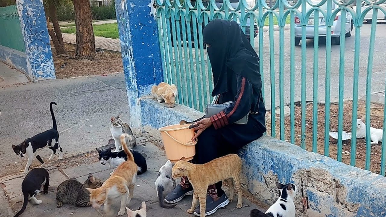 cat videos 2022|cat videos|cat video|Animal video Pakistan|The dodo|قطط ...