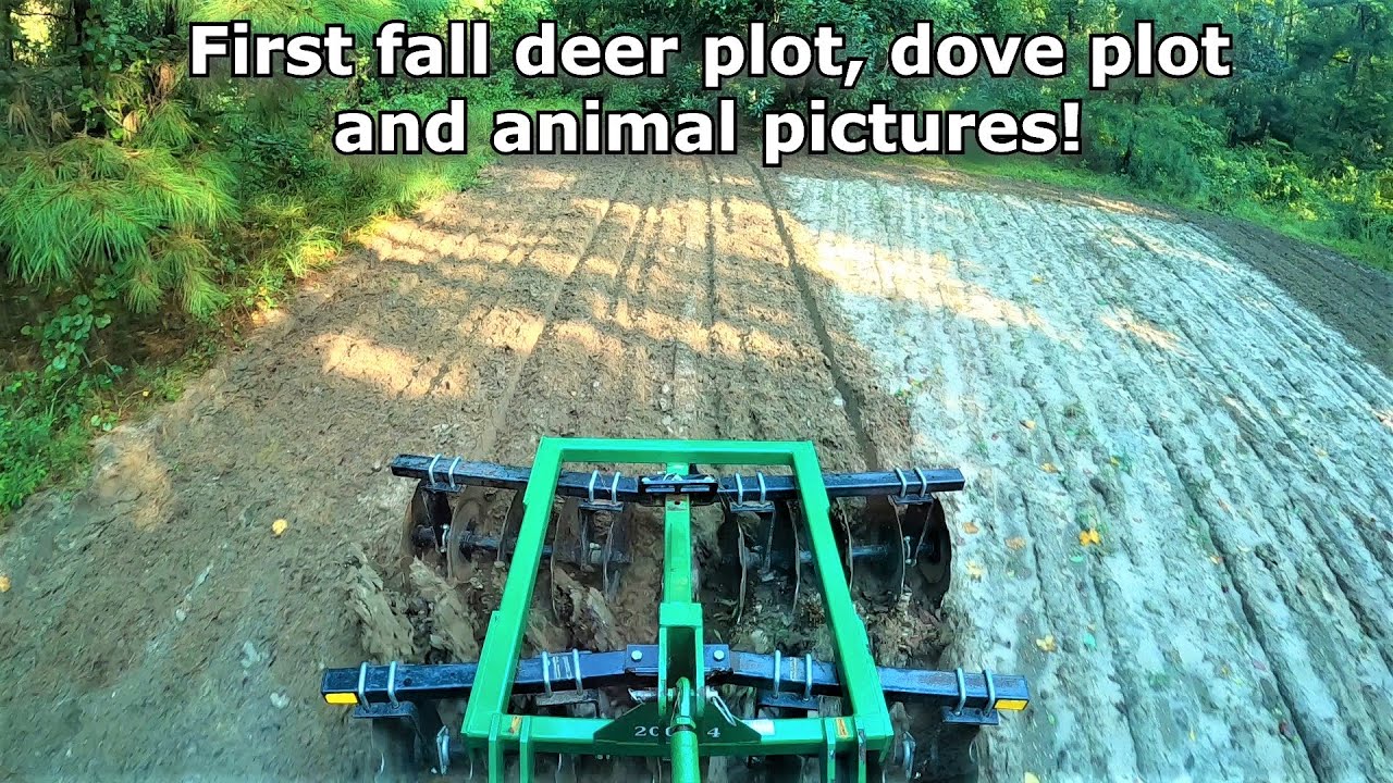 First fall deer plot, dove plot update and animal pictures! #427 - YouTube