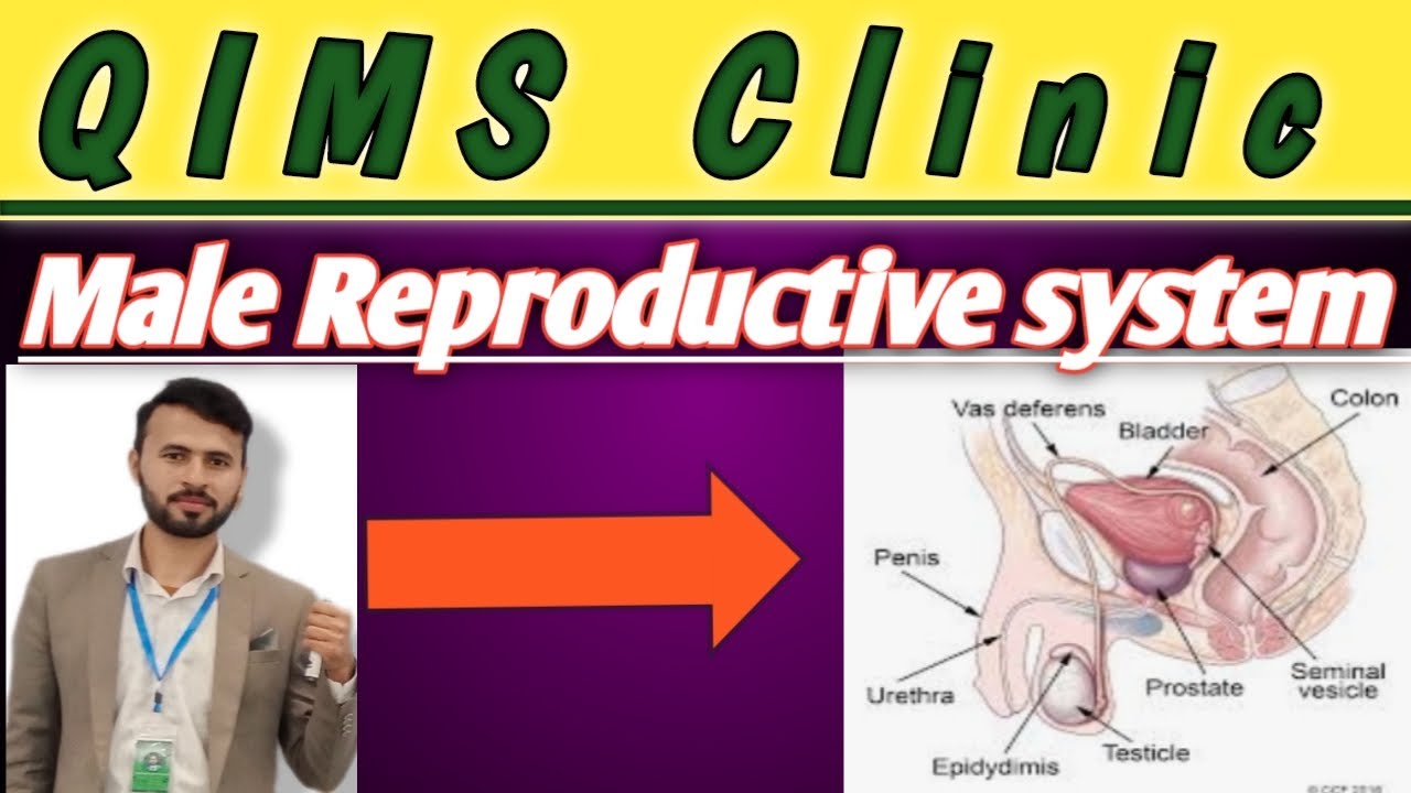 Male reproductive systemmale reproductive system class 12 biology - YouTube