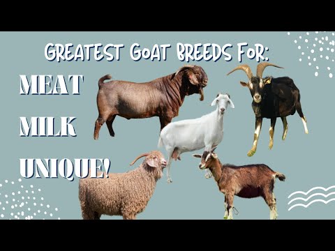 Best Goat Breed for: Meat Milk and More! #Meatgoat #dairygoat # ...