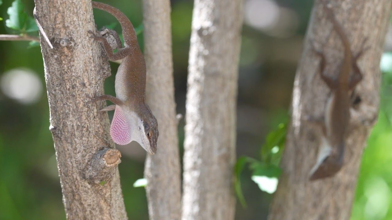 Two Lizards Meet on a Bush - YouTube