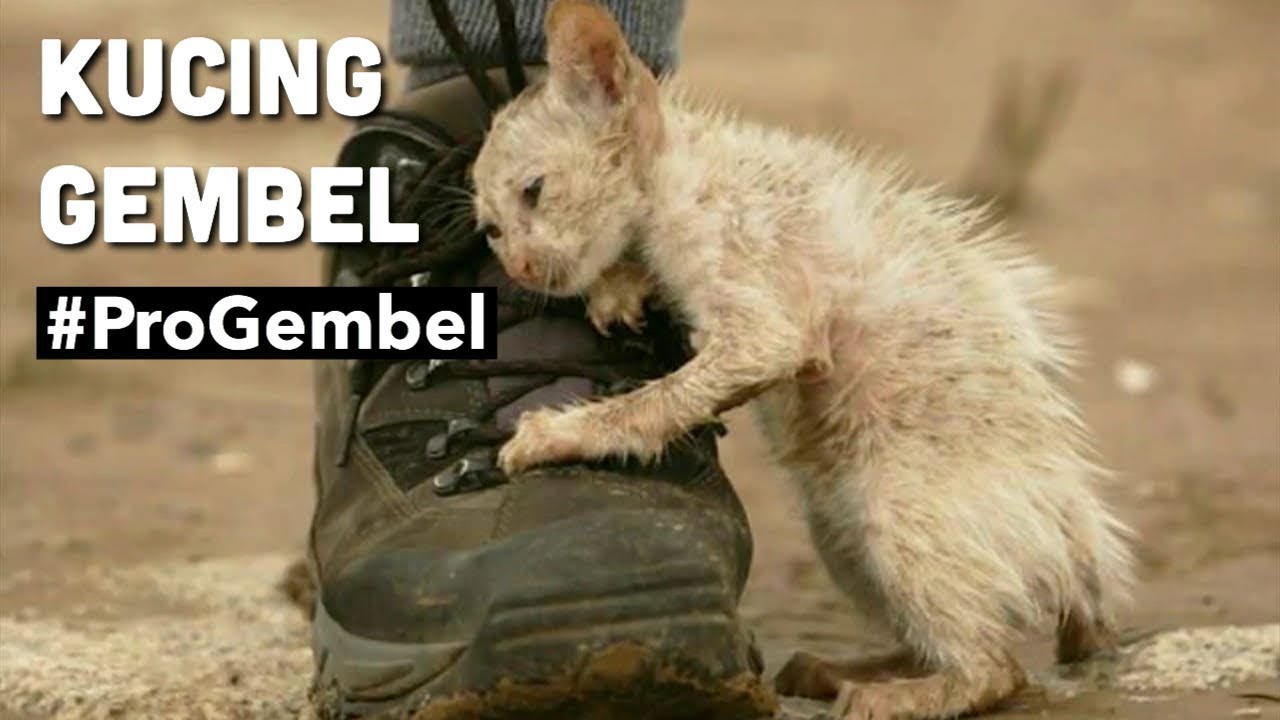 Pandji Pragiwaksono - KUCING GEMBEL | Tanggapan gw.. - YouTube