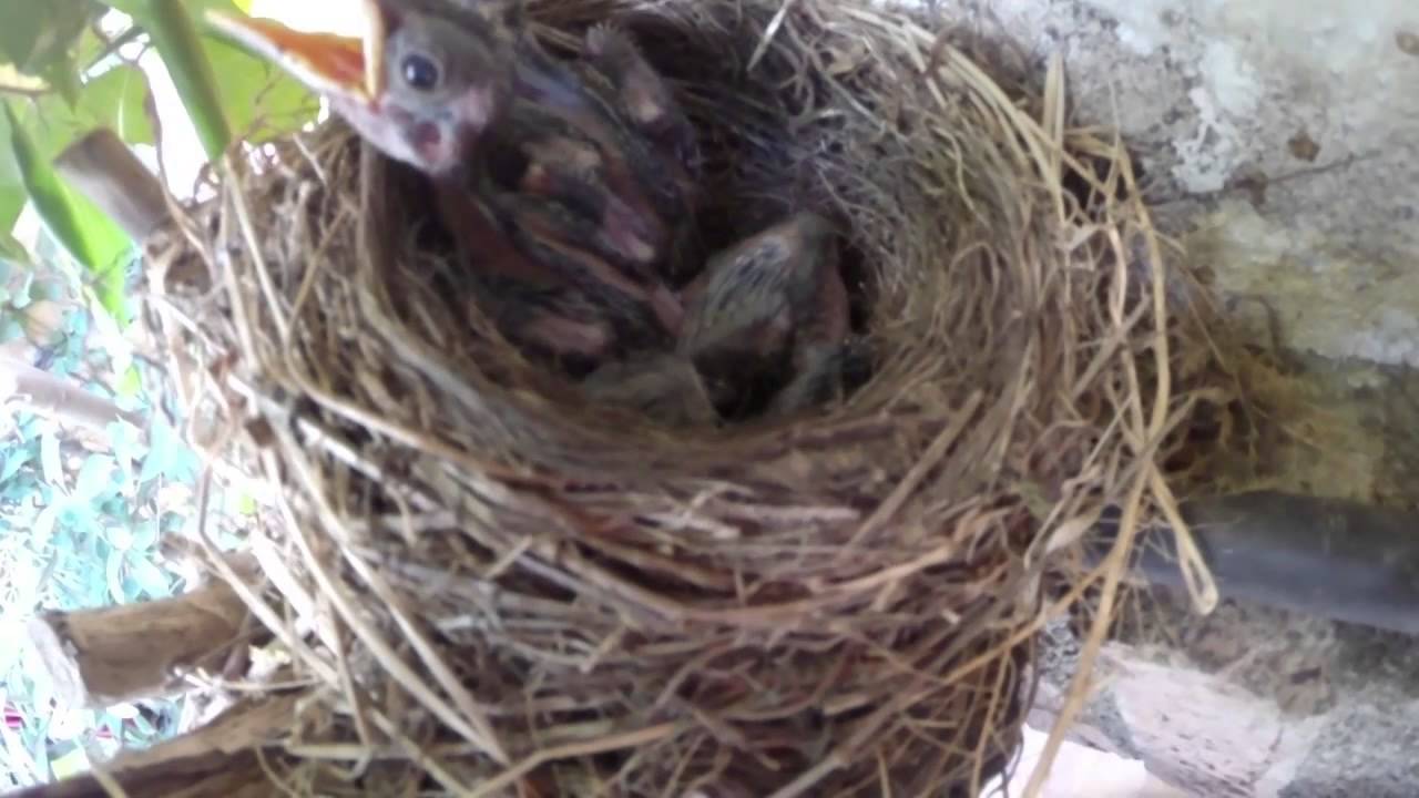 CRIA MERLES ANY 2014 - YouTube
