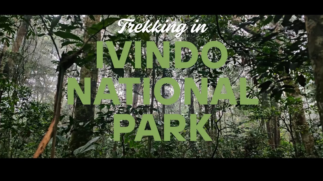 Trekking in Ivindo National Park (UNESCO) - YouTube