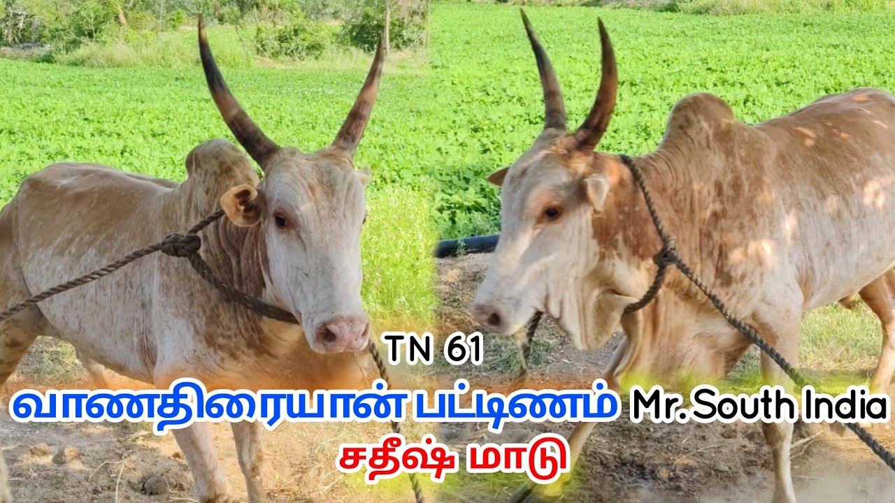 TN 61 வாணதிரையான் பட்டிணம் M r. South India சதீஷ் மாடு - YouTube