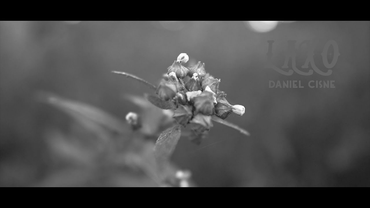 Daniel Cisne - Laxo (Video Oficial & Video de letras) - YouTube