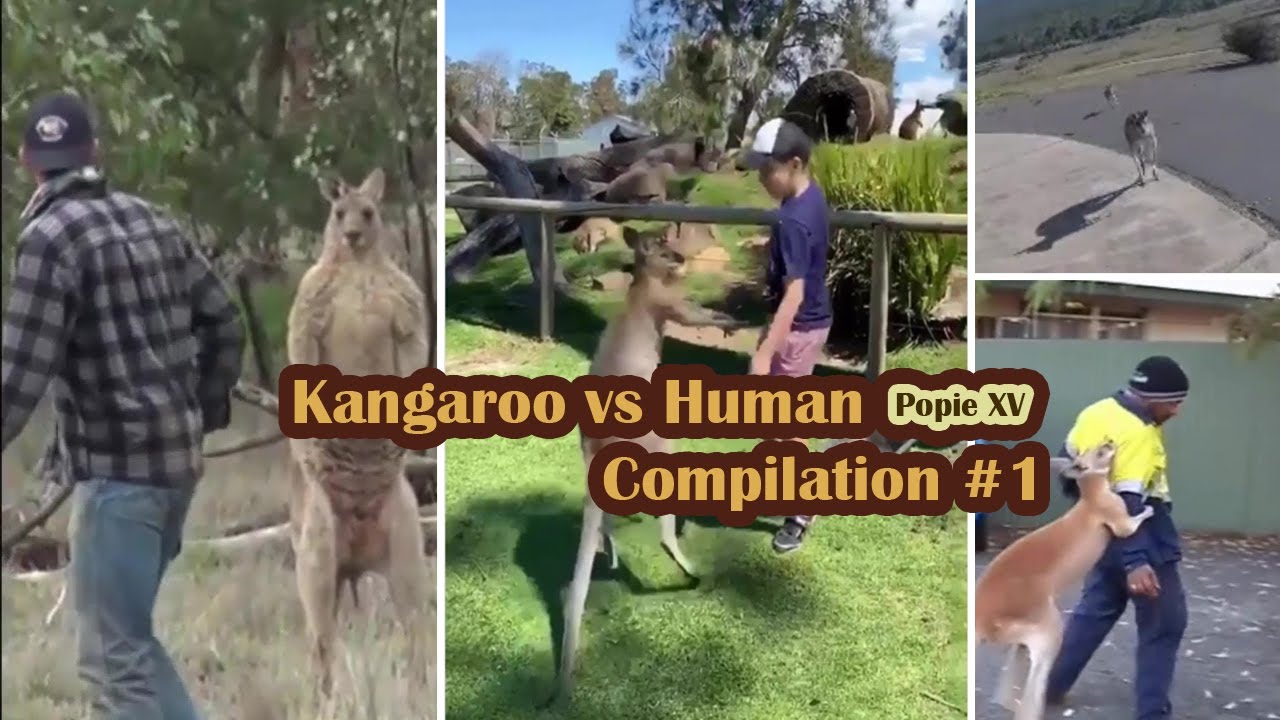 Kangaroo vs Human Compilation #1 | Popie XV - YouTube