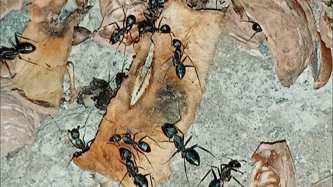 Nighttime Ant Foraging: How Ants Collect Food After Dark - YouTube