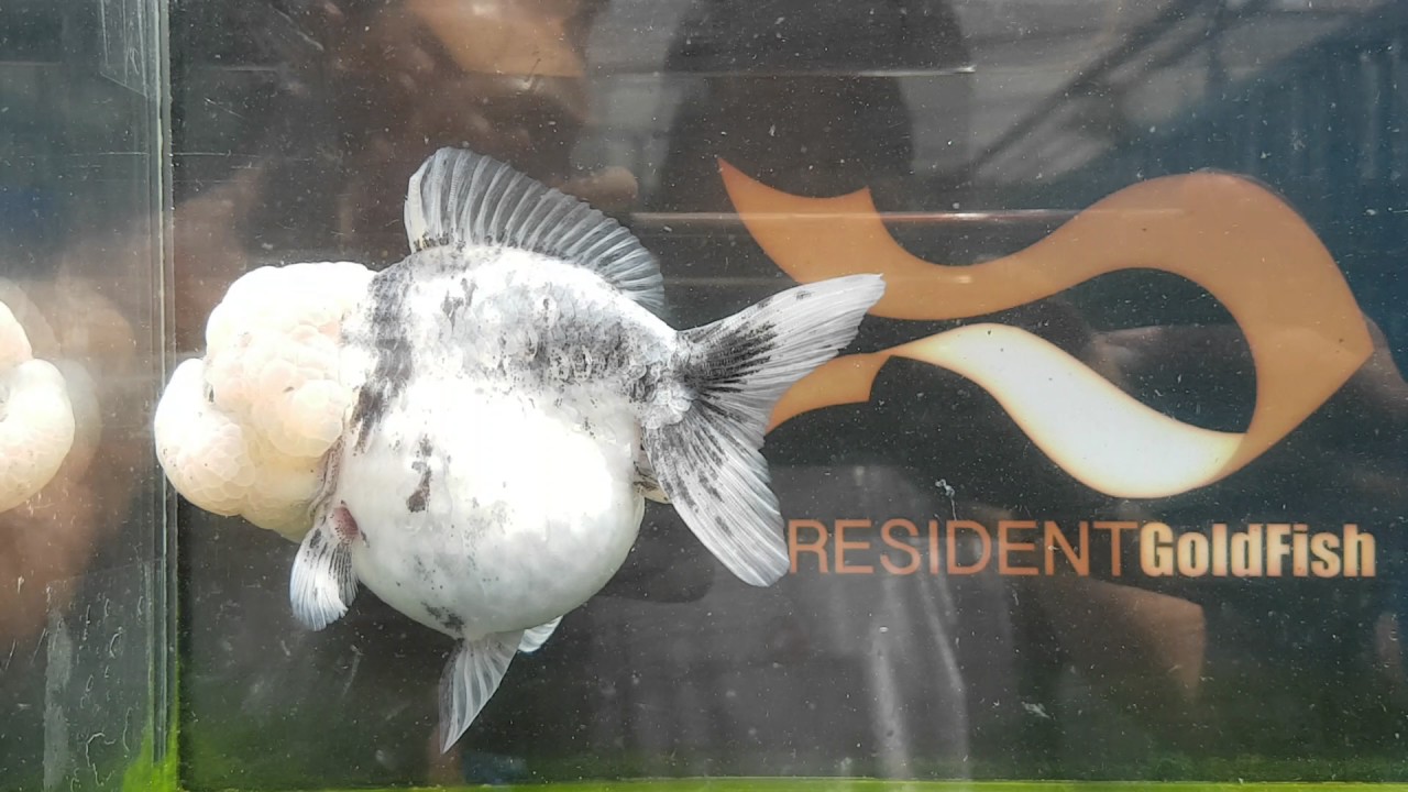 YuanBao, President GoldFish - YouTube