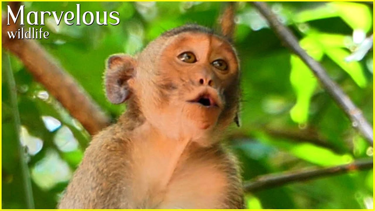 Misses...! Little Jazzy monkey c+rying call find the mother & not yet fully responsible for ...