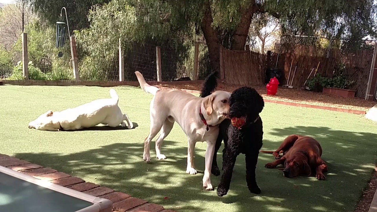 Yogi and Echo w Duke barking - YouTube