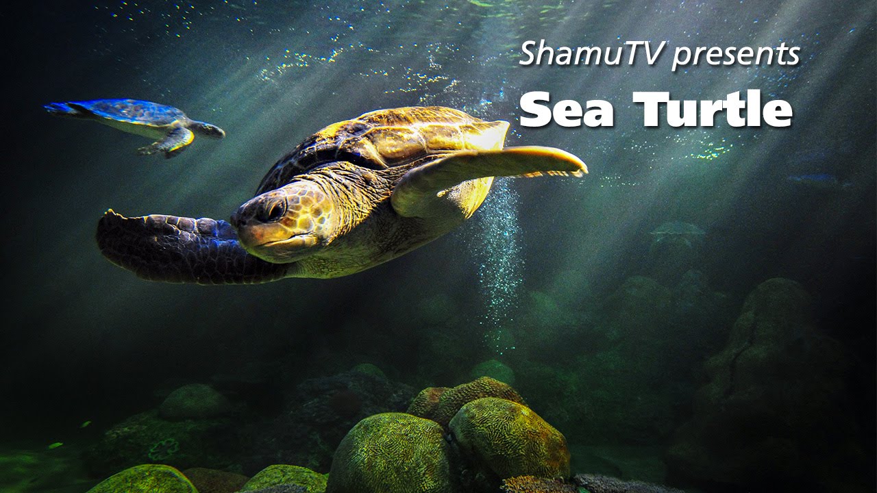Shamu®TV: Saving a Species - Sea Turtle | SeaWorld® - YouTube