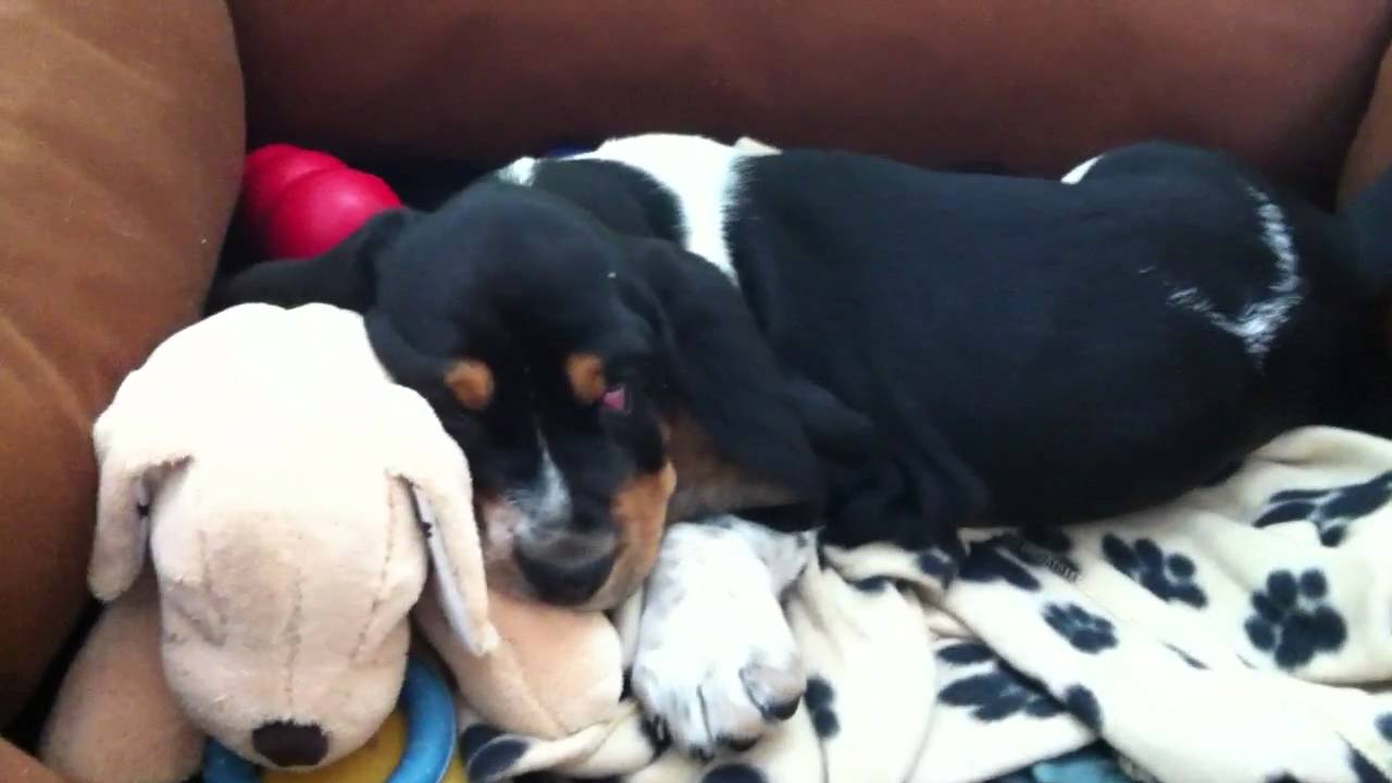 basset hound tele z Gaspard 8 semaines (2) - YouTube
