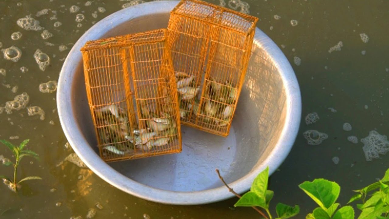 Believe This Fishing? Amazing Fishing | Best Fish Trap | Asian Village ...