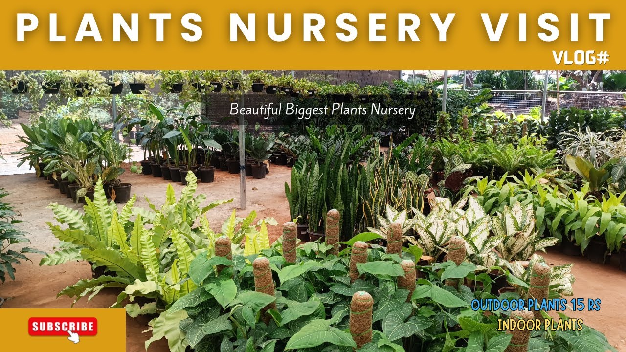 Plant Nursery Visit panvel | Biggest Nursery Vlog# | Indoor Plant |🌵🌱 ...