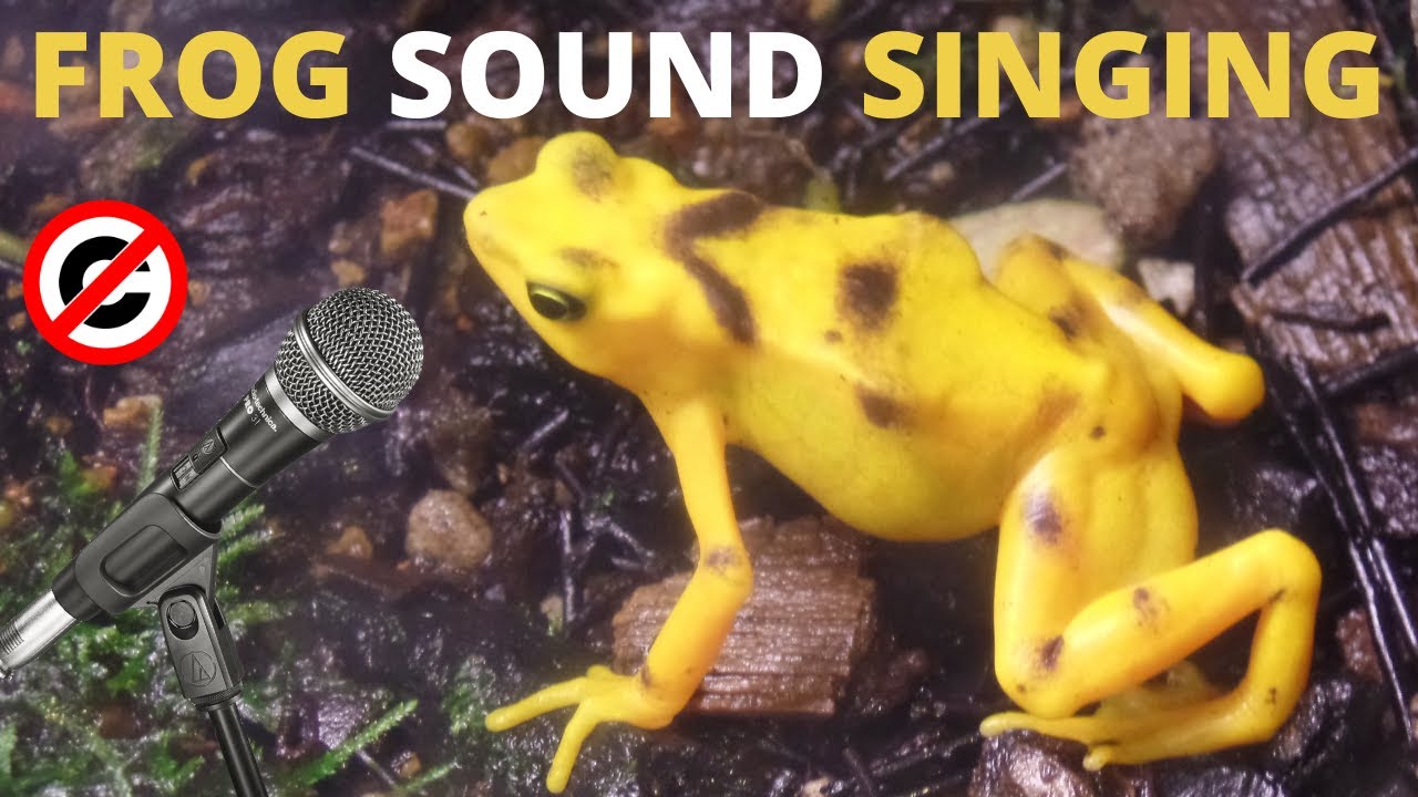 FROG SOUND SINGING - Tad Turtle TV - YouTube