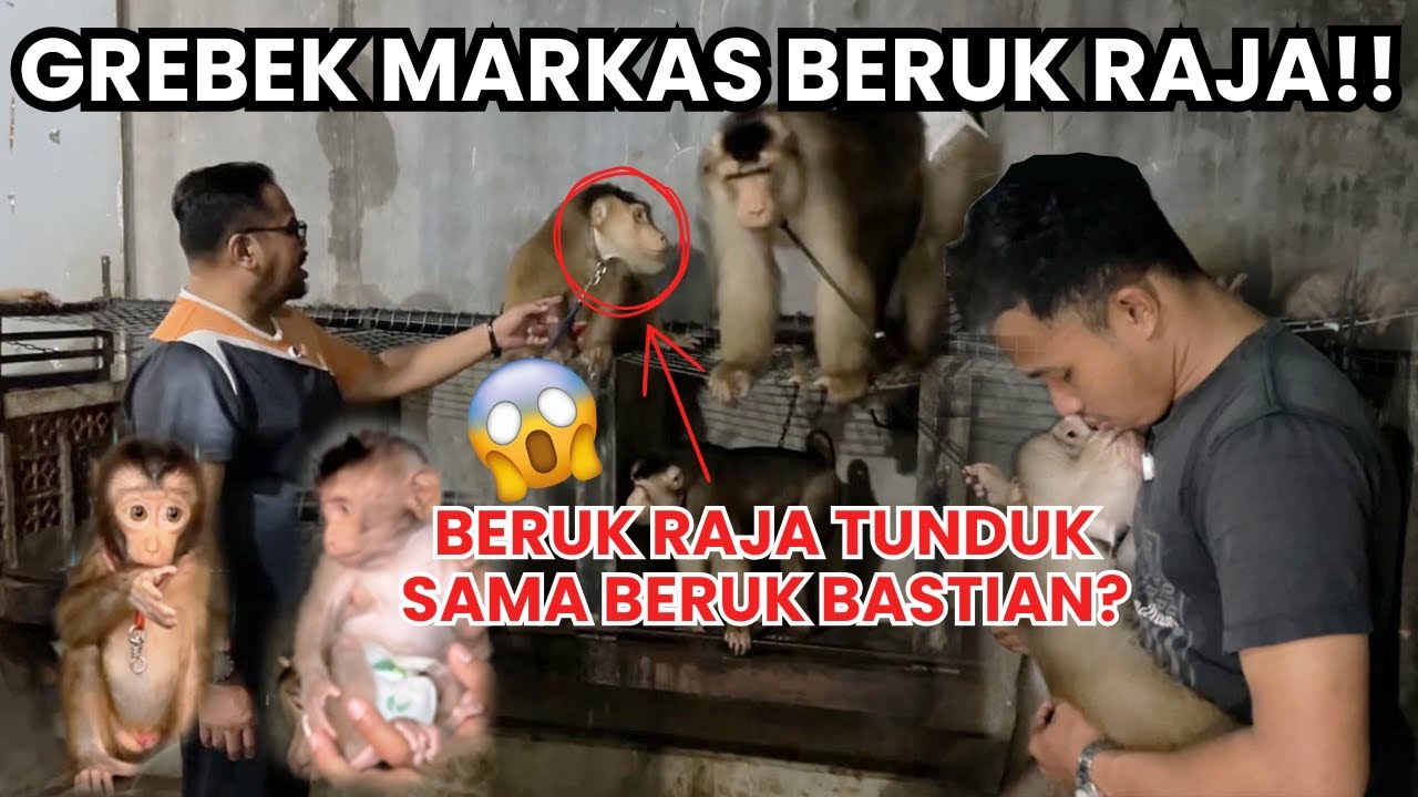 Beruk BASTIAN GREBEK Markas Beruk RAJA!! Koloninya Tunduk Sama BERUK ...