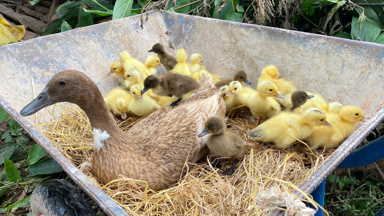 Amazing Pekin Cute cute 40 Duckling Hatching Form Eggs_ Baby Duck Born ...