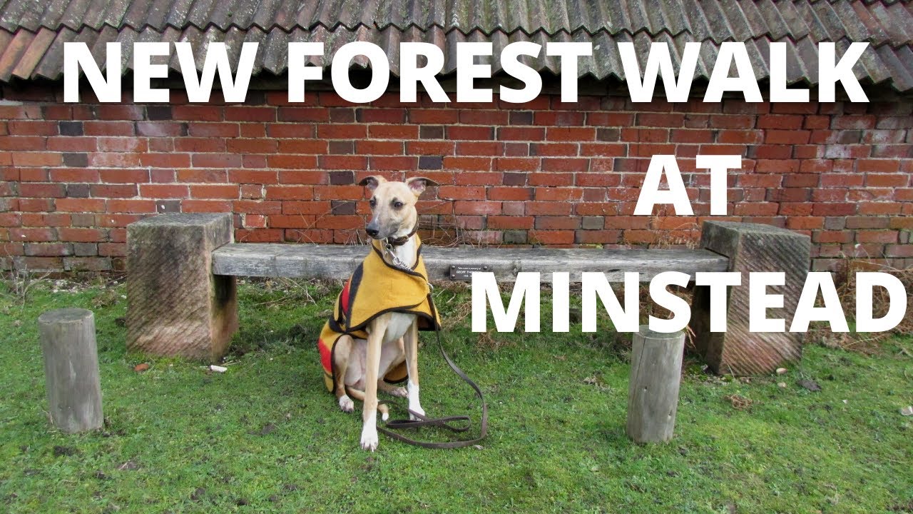 NEW FOREST WALK AT MINSTEAD (NEW FOREST NATIONAL PARK) - YouTube