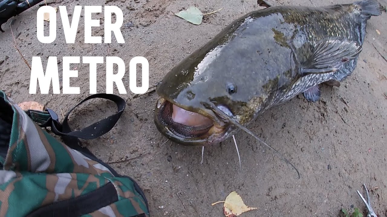 SILURO OVER METRO DOPO LA PIENA (PERSONAL BEST) - YouTube