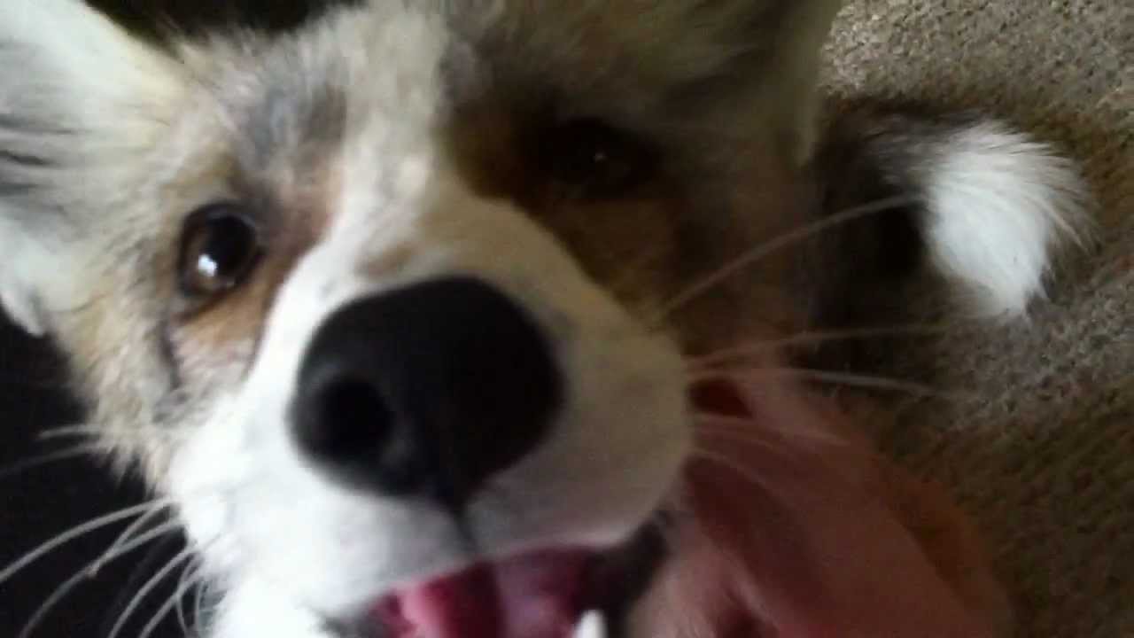 Meet Layla the Fox - YouTube