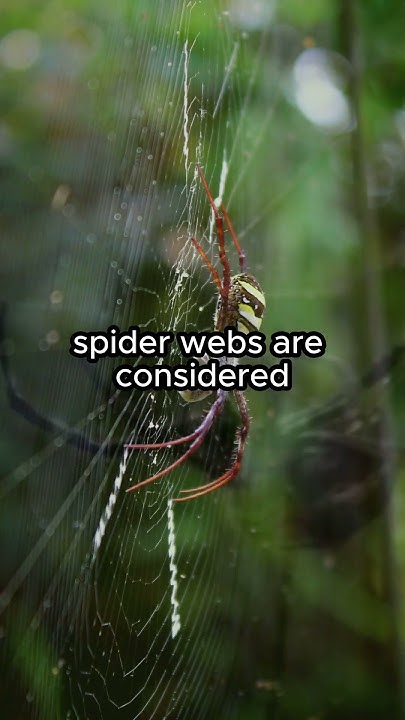 Nature's Perfect Engineering: The Secret of Spider Webs - YouTube