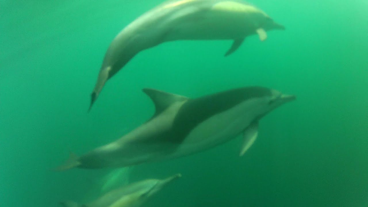 A Dolphin Tail. . . . - YouTube