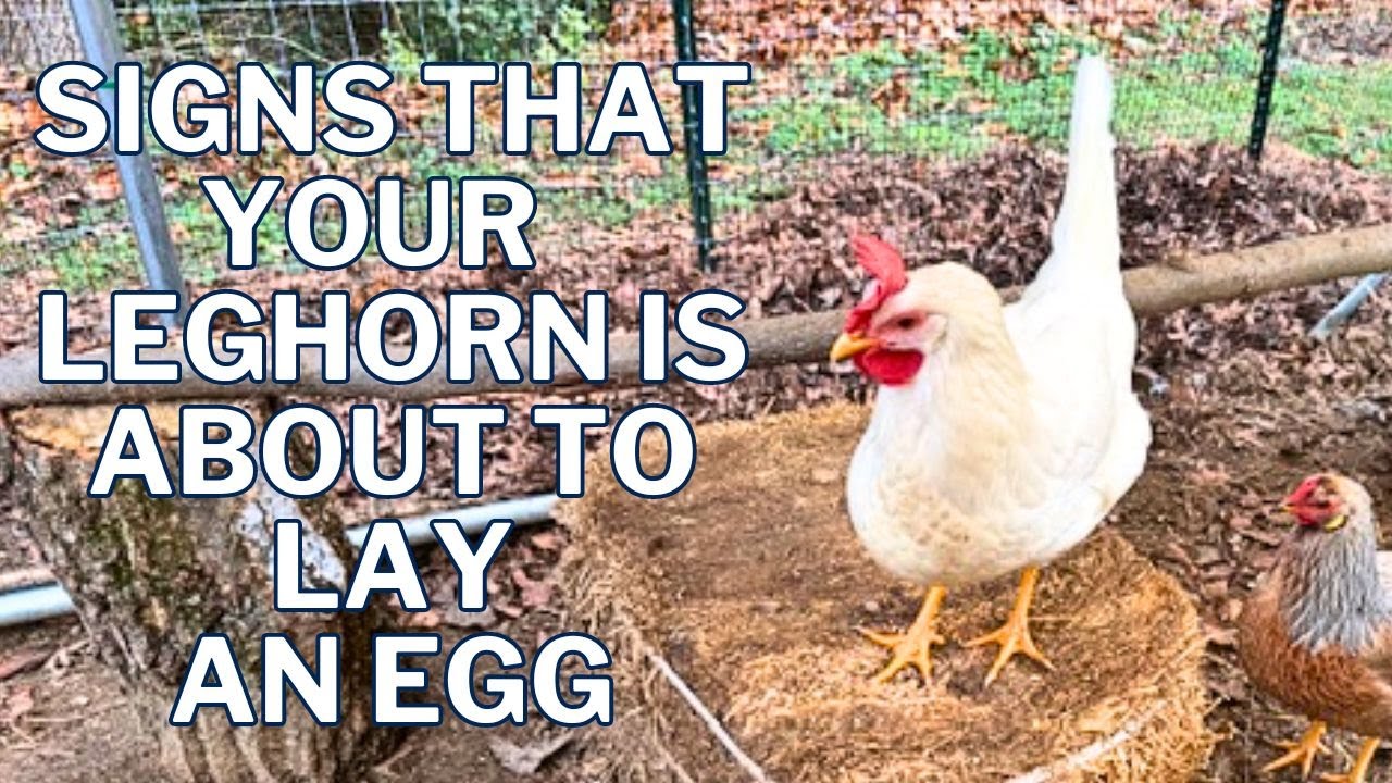 The Chicken's comb is a good visual indicator that the hen is ready to ...