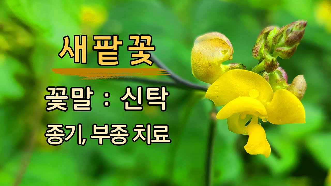 The Mystery of Wild Red Beans, Part 136 # Flower Language: Trust # Wild ...