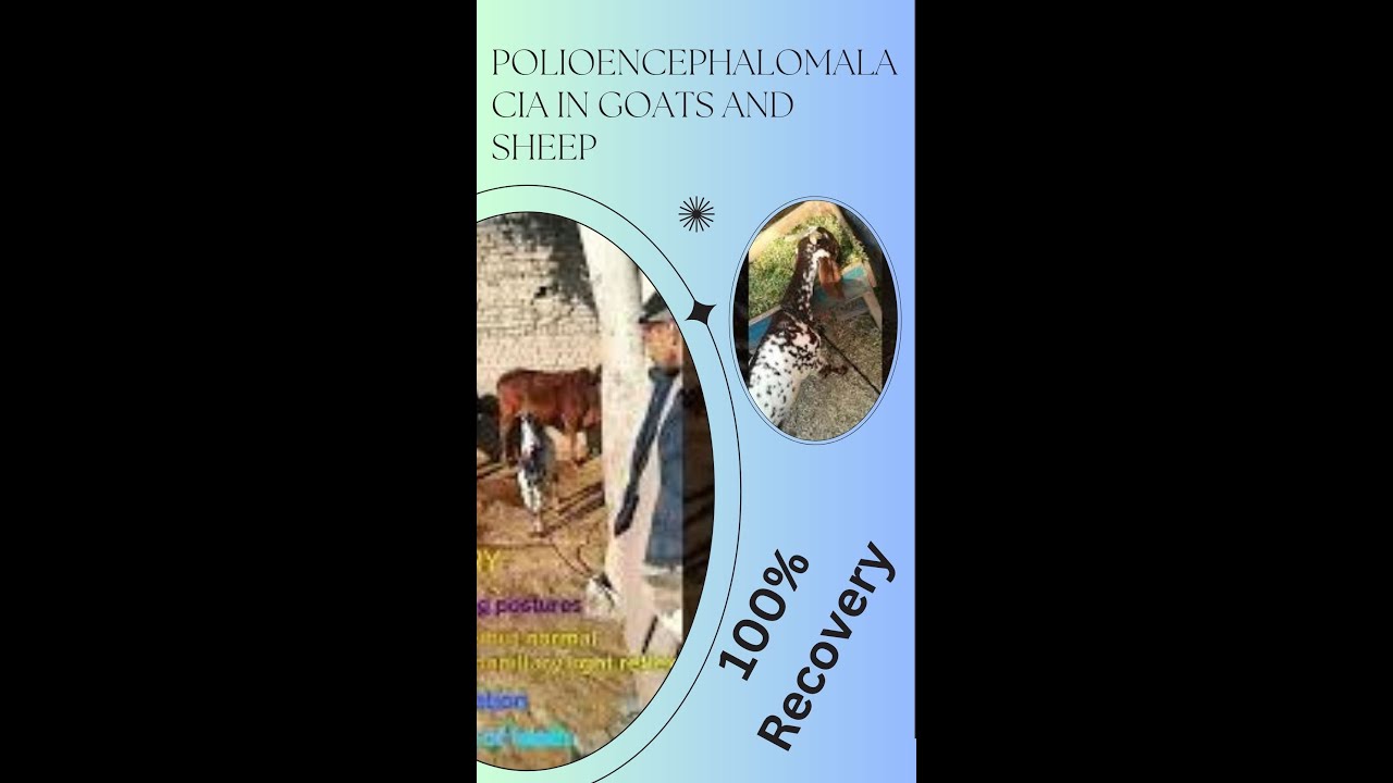 Polioencephalomalacia in Goats and Sheep | B1 deficiency in Goat | Goat ...