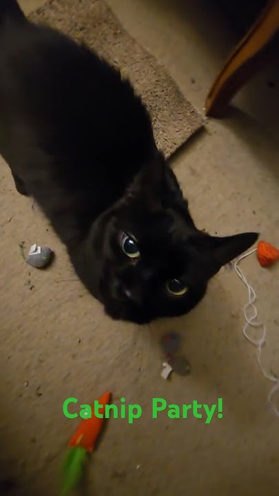 Buddy's Catnip Party! Catnip Everywhere! - YouTube