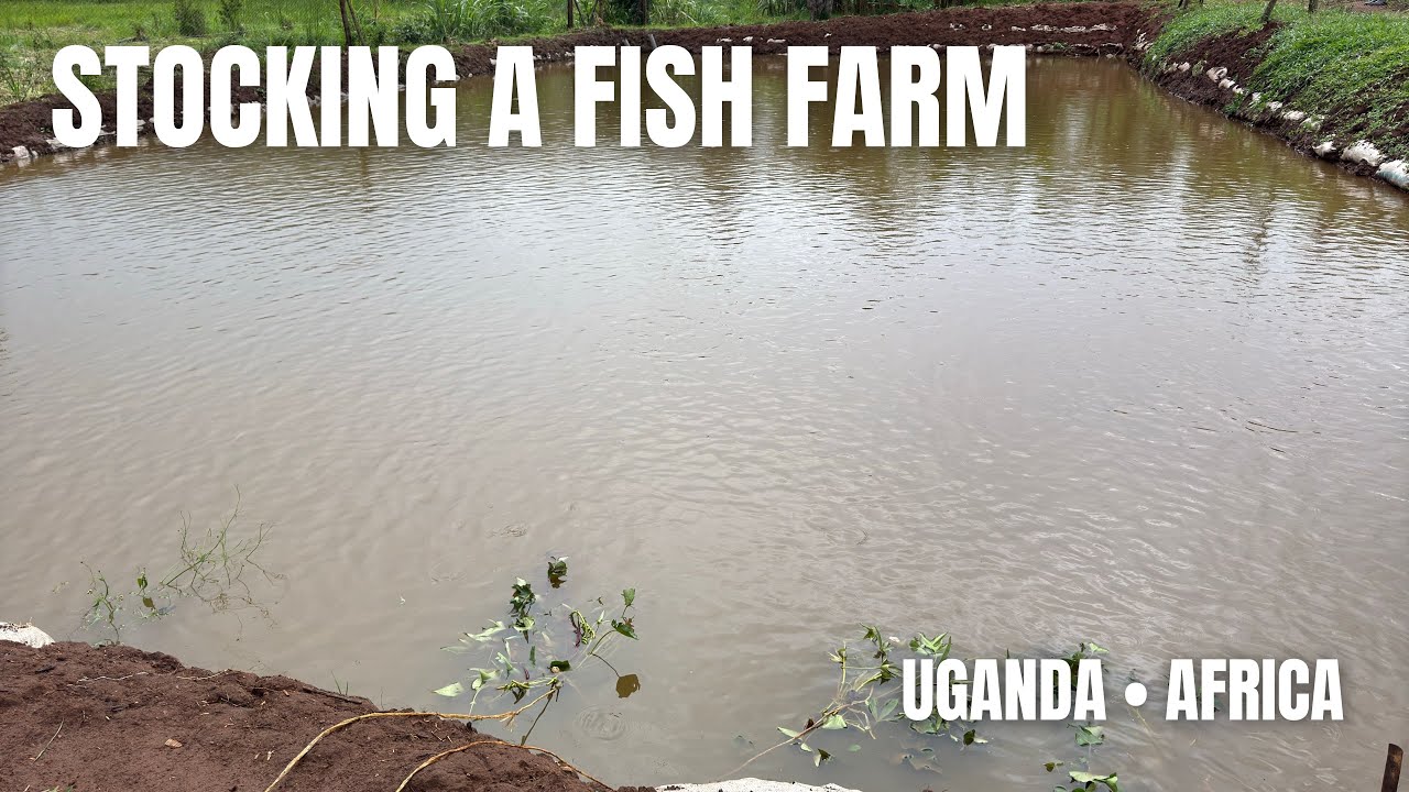 Stocking a Fish Farm with Fingerlings - YouTube